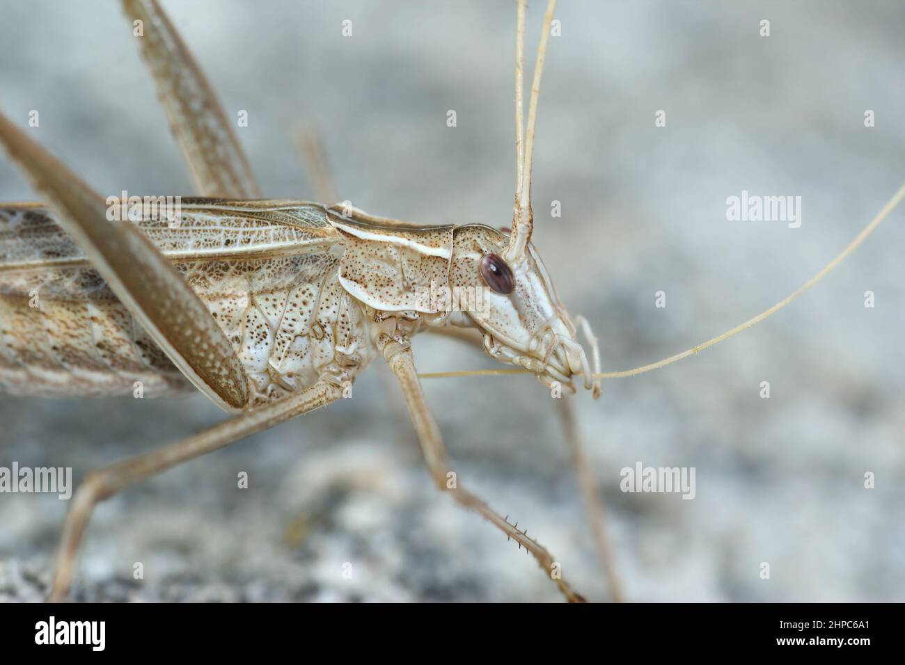Cricket arthropoda insect hi-res stock photography and images - Alamy