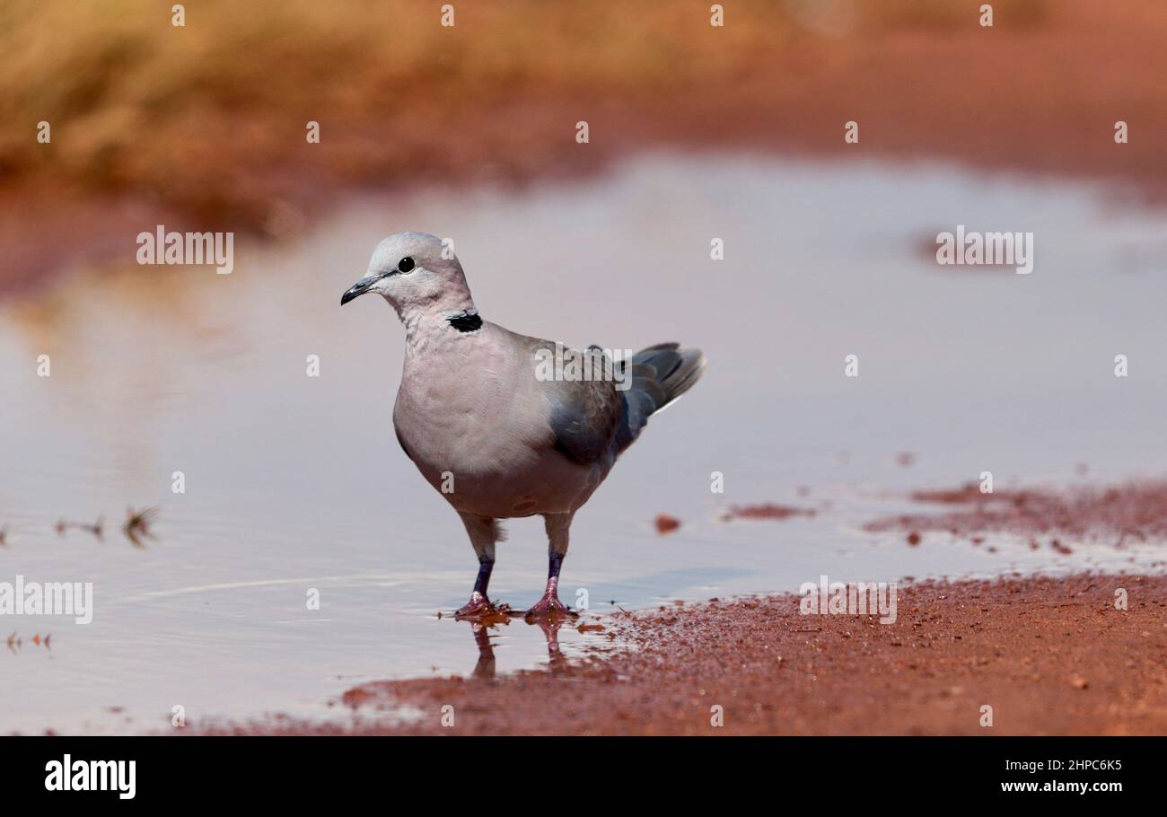 Cape Turtle Dove, South Africa Stock Photo - Alamy
