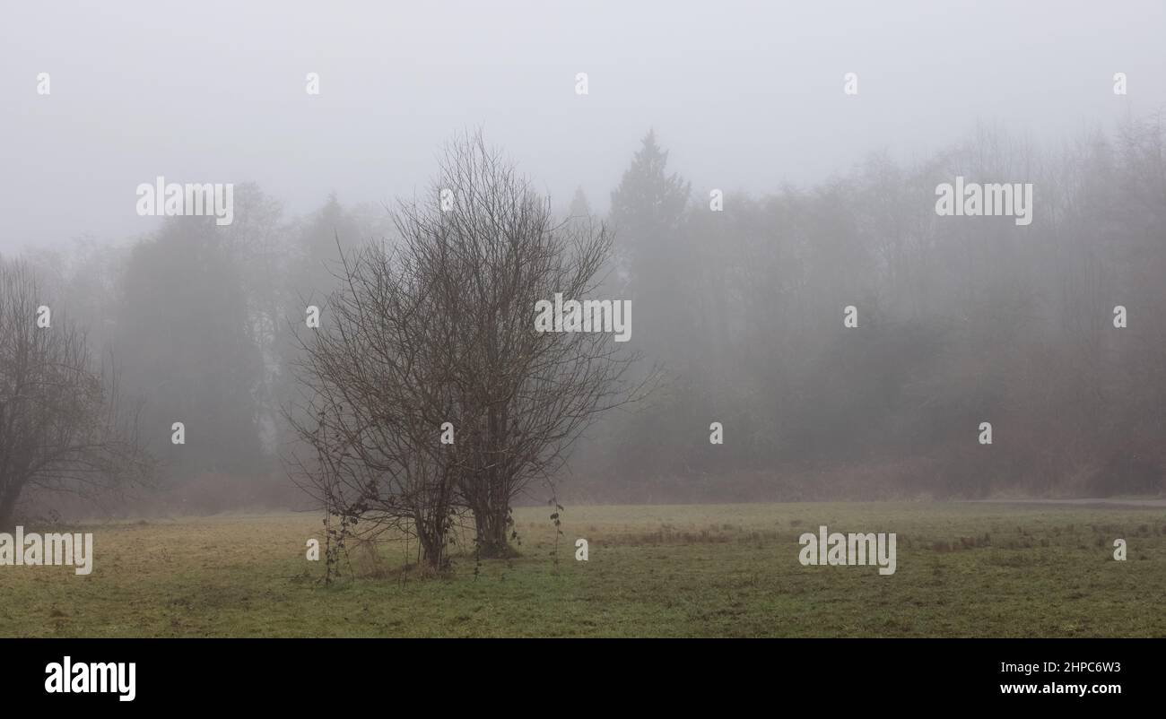Canadian rain forest with green trees. Early morning fog in winter ...