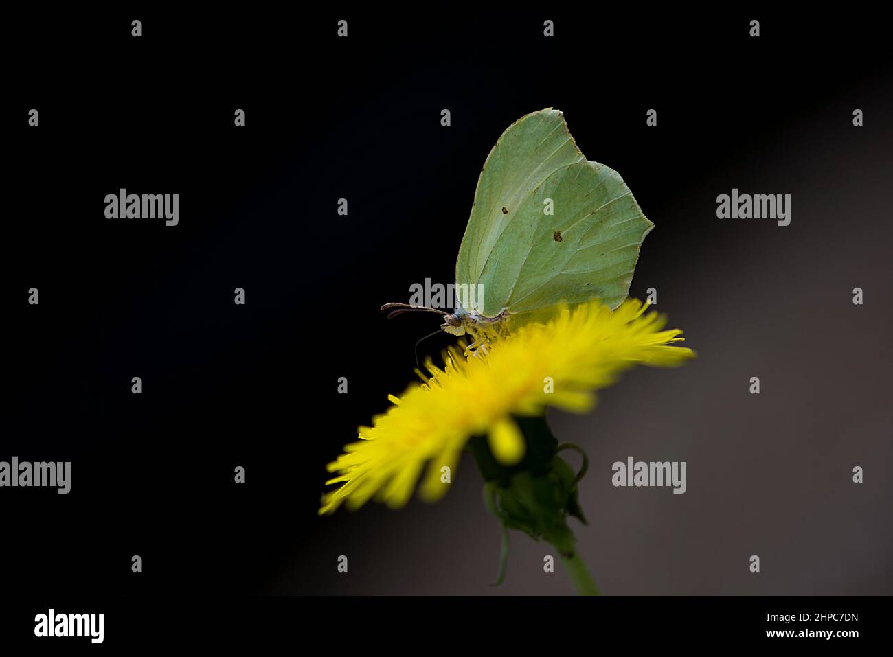 Closeup of the Gonepteryx rhamni, known as the common brimstone Stock ...