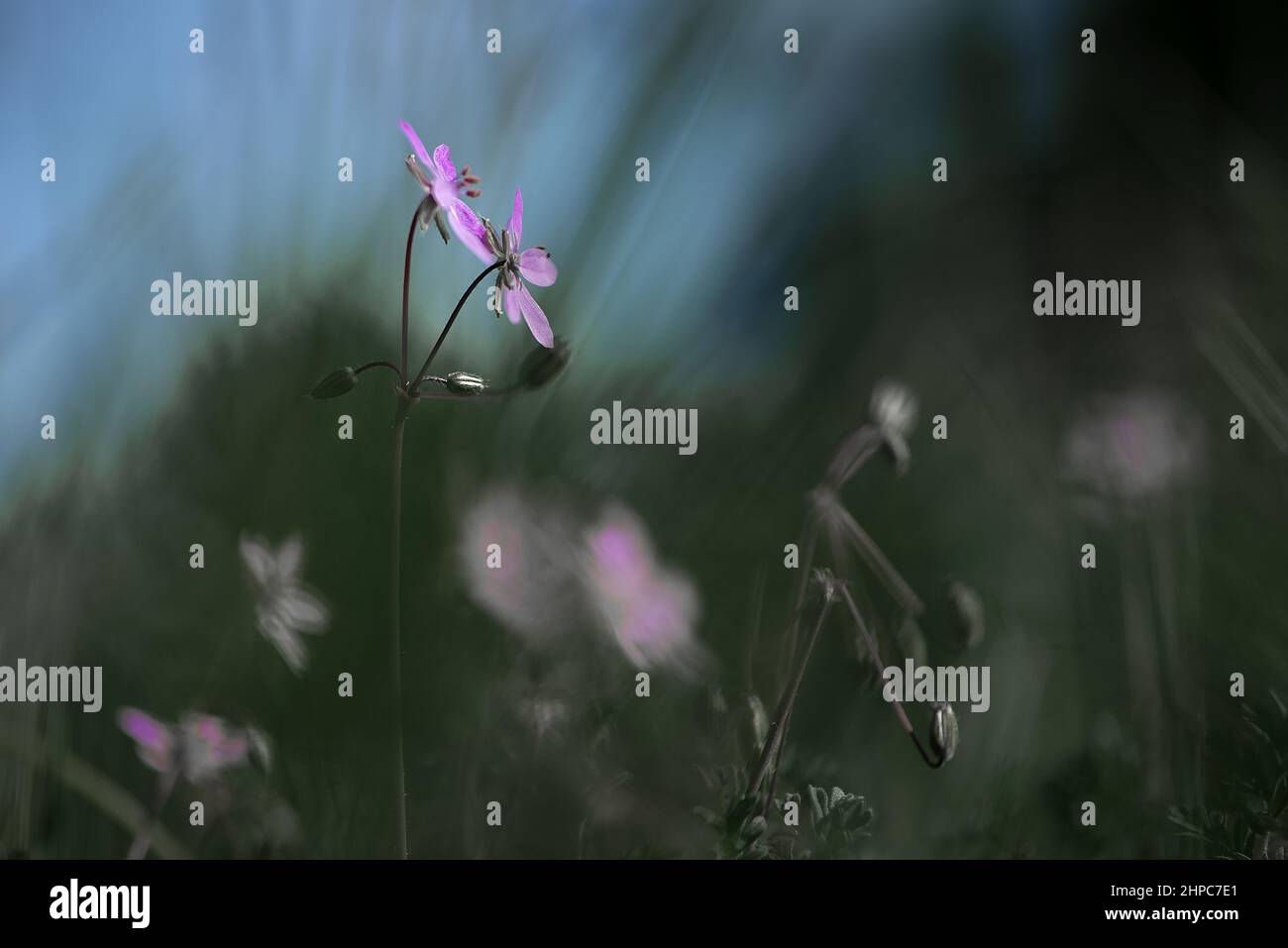 Closeup of the Erodium cicutarium, also known as redstem filaree Stock ...