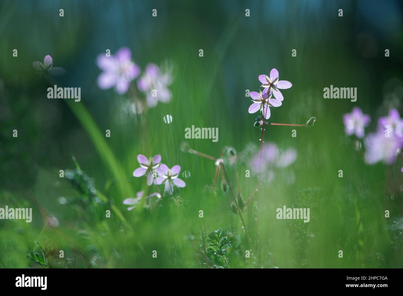 Closeup of the Erodium cicutarium, also known as redstem filaree Stock ...