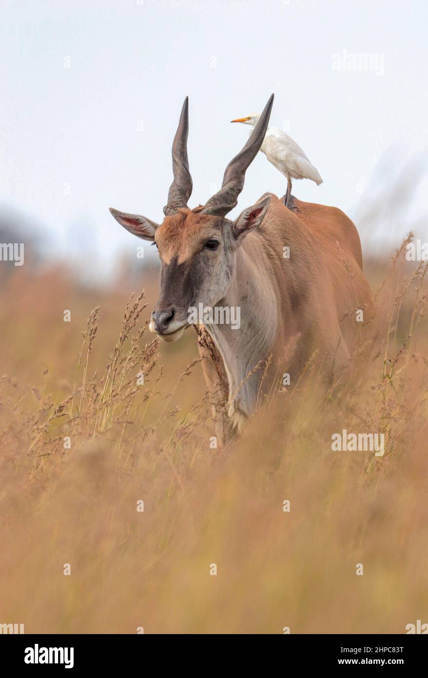 South african eland hi-res stock photography and images - Alamy