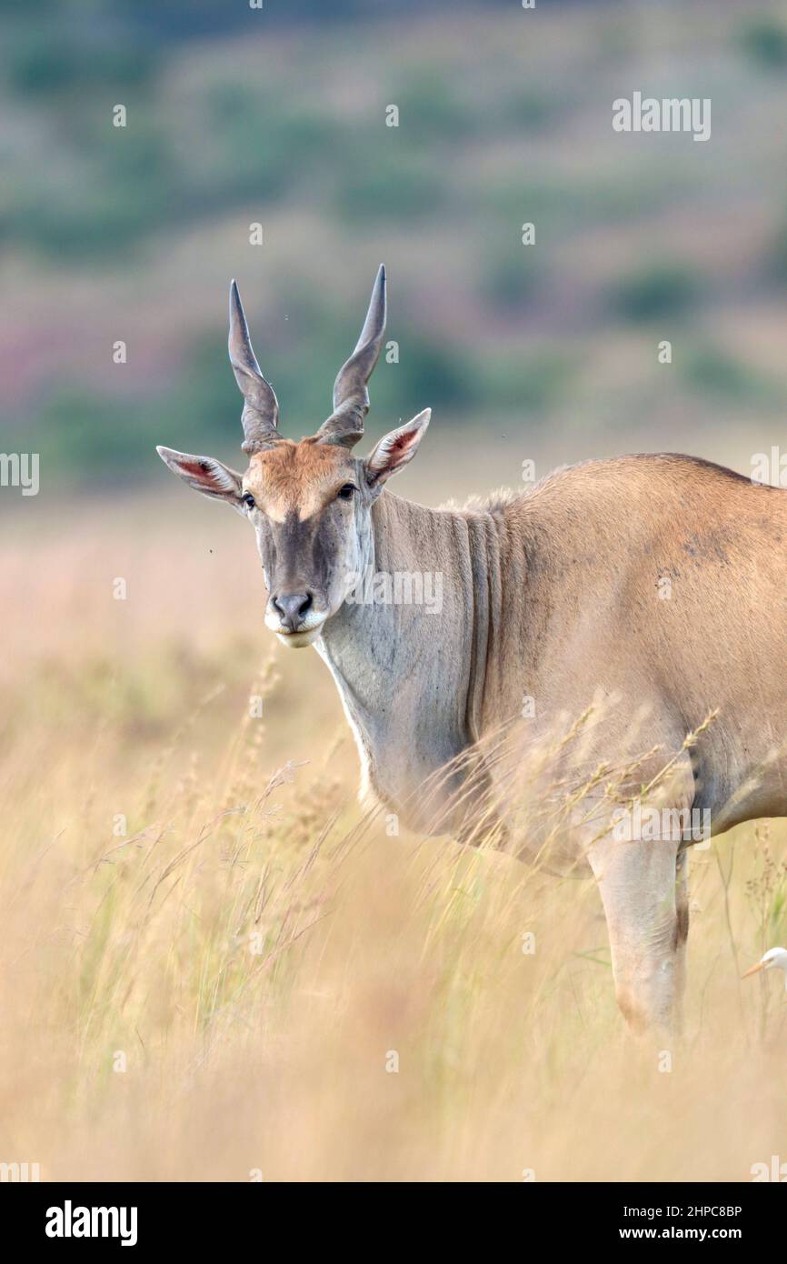 Eland Bull, South Africa Stock Photo - Alamy