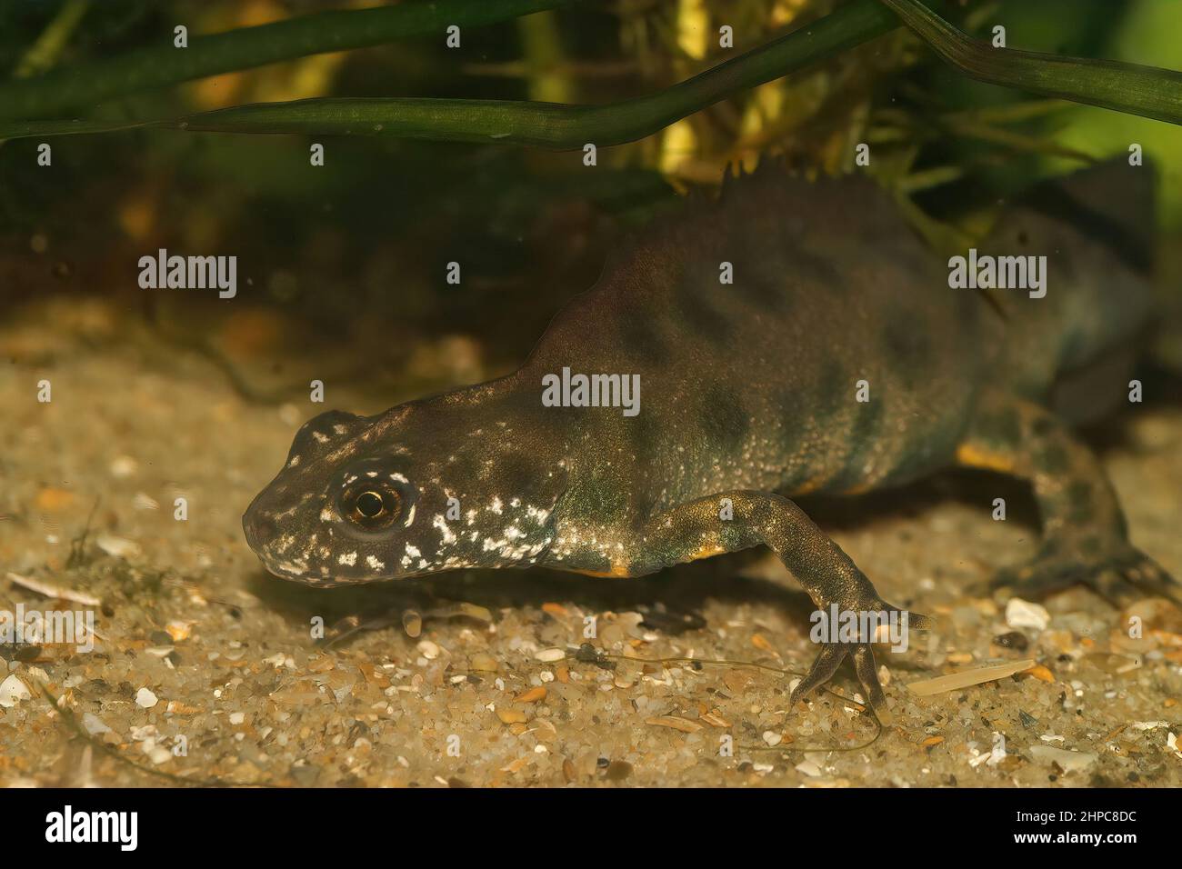 Closeup on an aquatic male Italian crested newt, Triturus carnifex ...