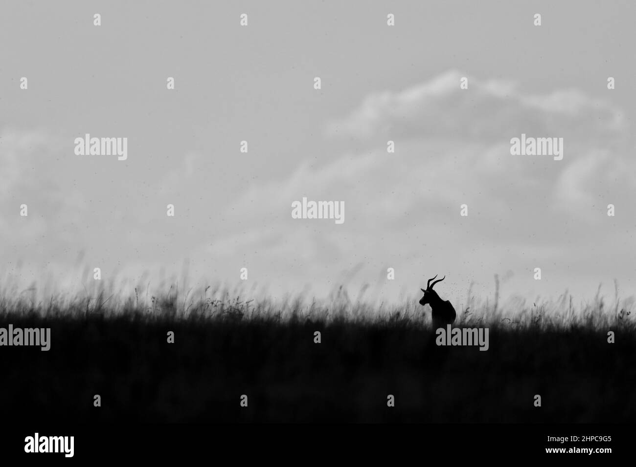 National parks africa Black and White Stock Photos & Images - Alamy