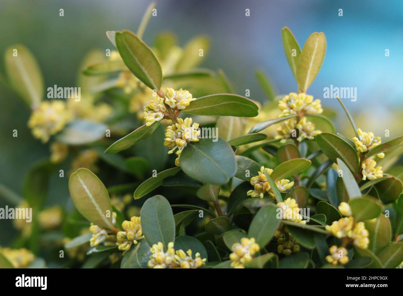 Blooming boxwood. Buxus sempervirens with yellow flowers. Yellow Buxus ...