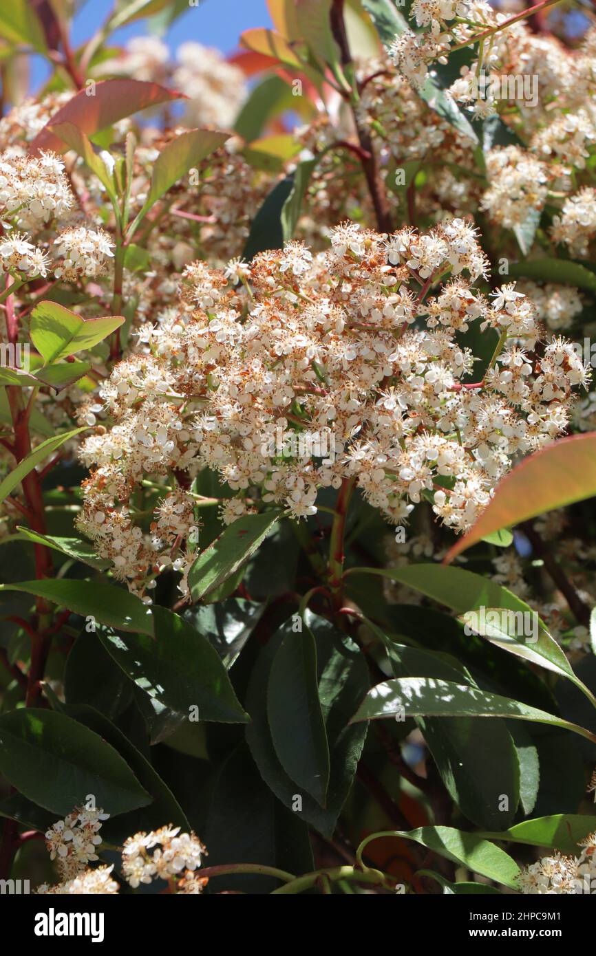 Blooming of Photinia Fraseri Red Robin Stock Photo - Alamy