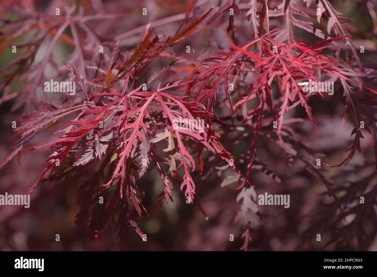 Acer palmatum dissectum Japanese Maple. Acer tree Stock Photo - Alamy
