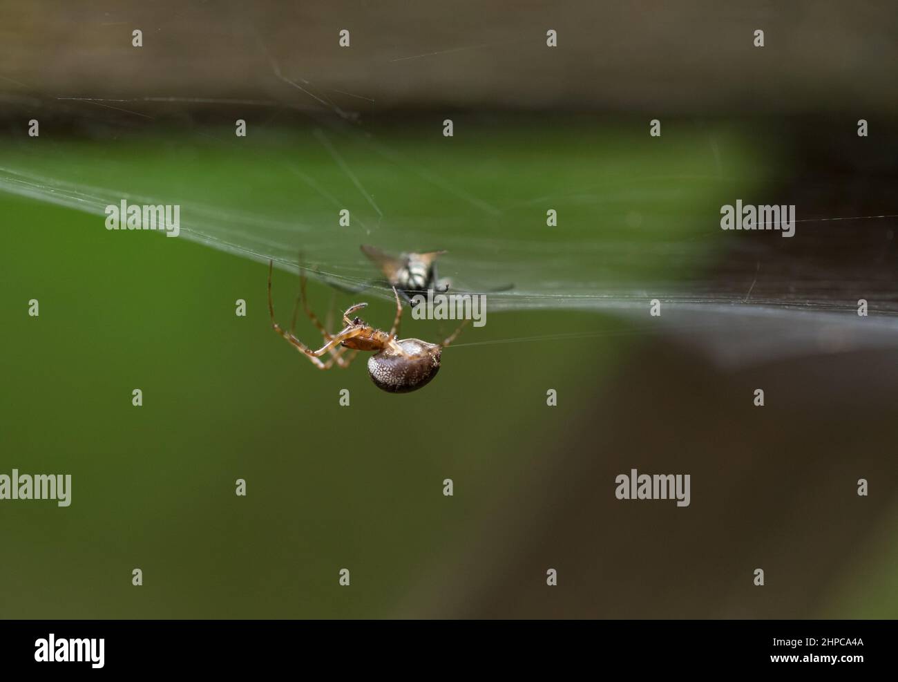 Female sheet web weaver hi-res stock photography and images - Alamy