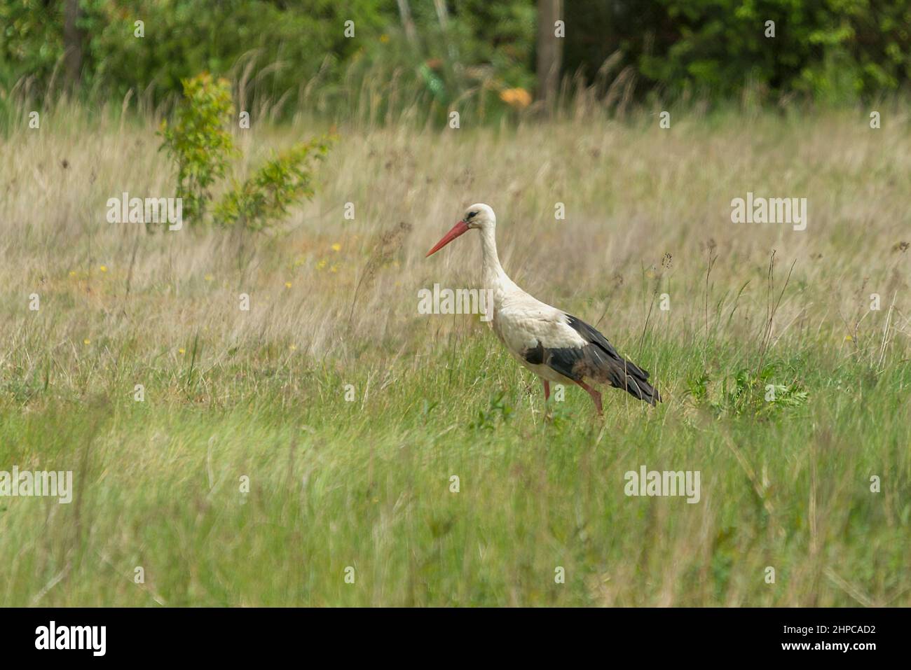 A meadow overgrown with grass. In the background, thick thickets. A ...