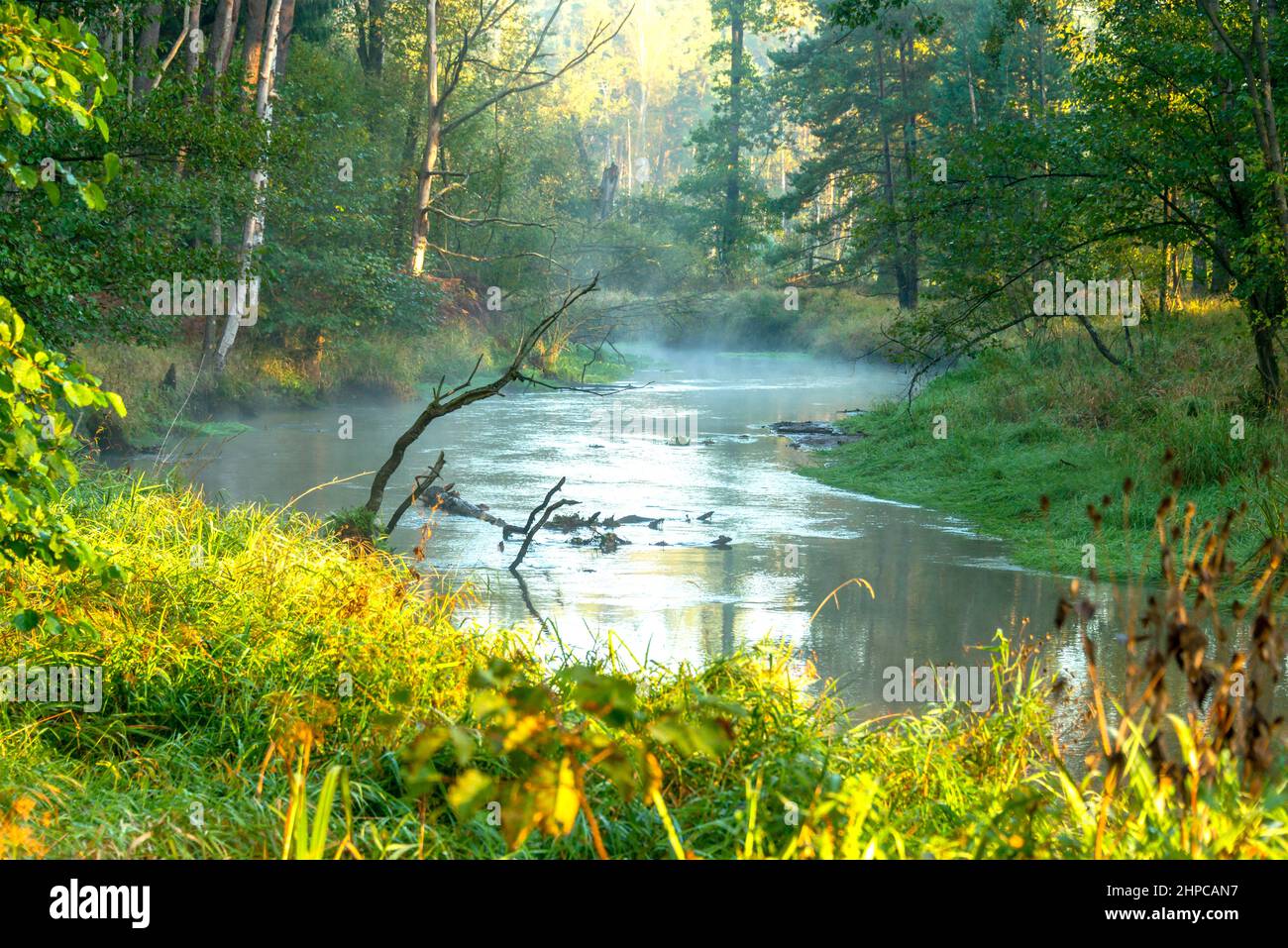 A small, lowland river that flows through the forest. It is autumn ...