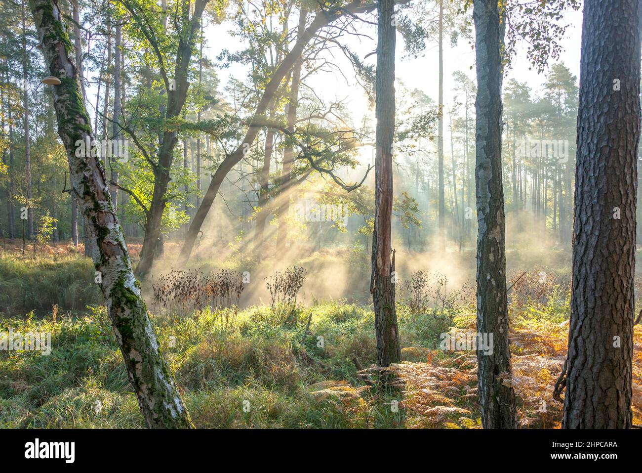 A small, lowland river that flows through the forest. It is autumn ...
