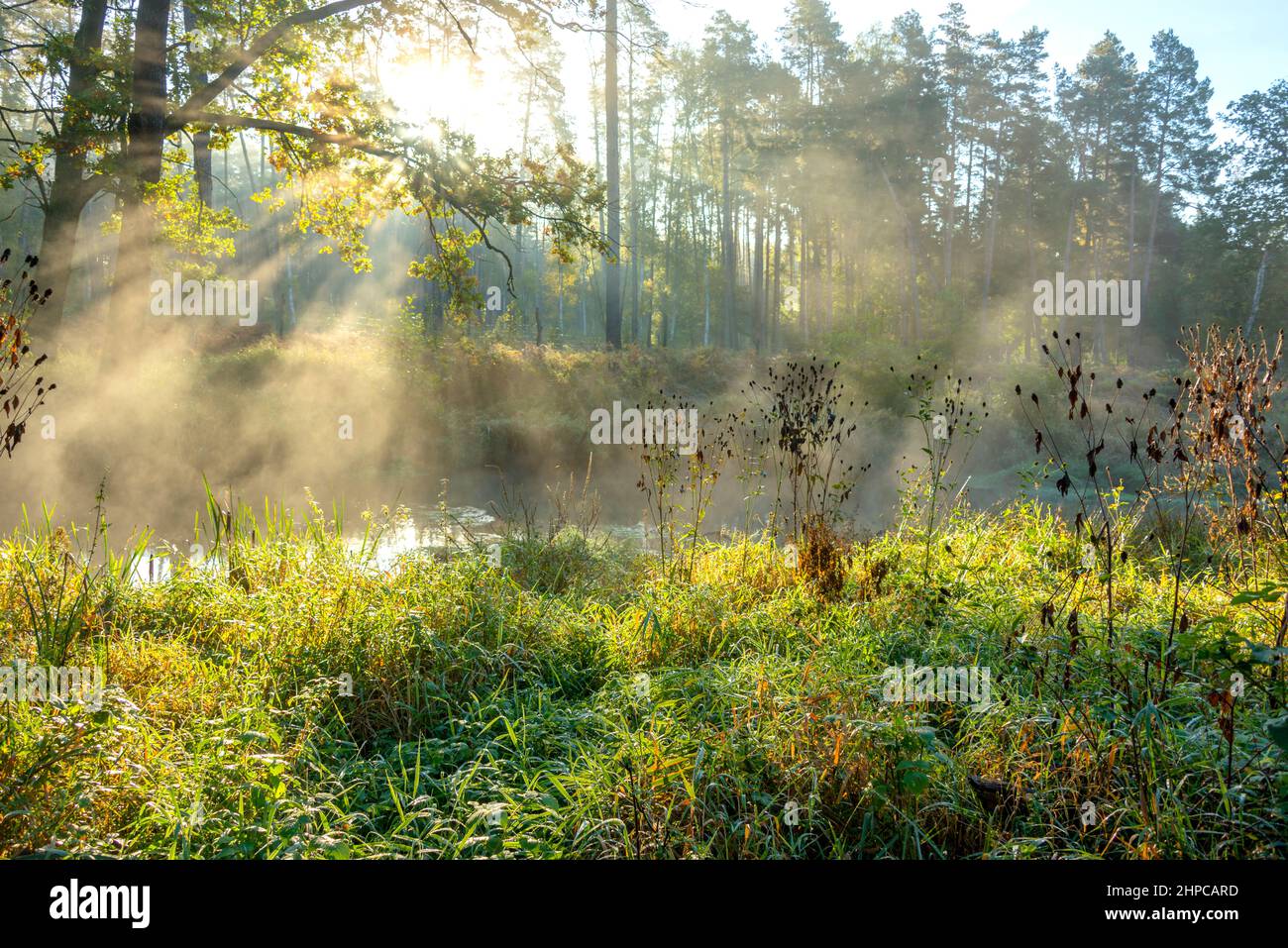 A small, lowland river that flows through the forest. It is autumn ...