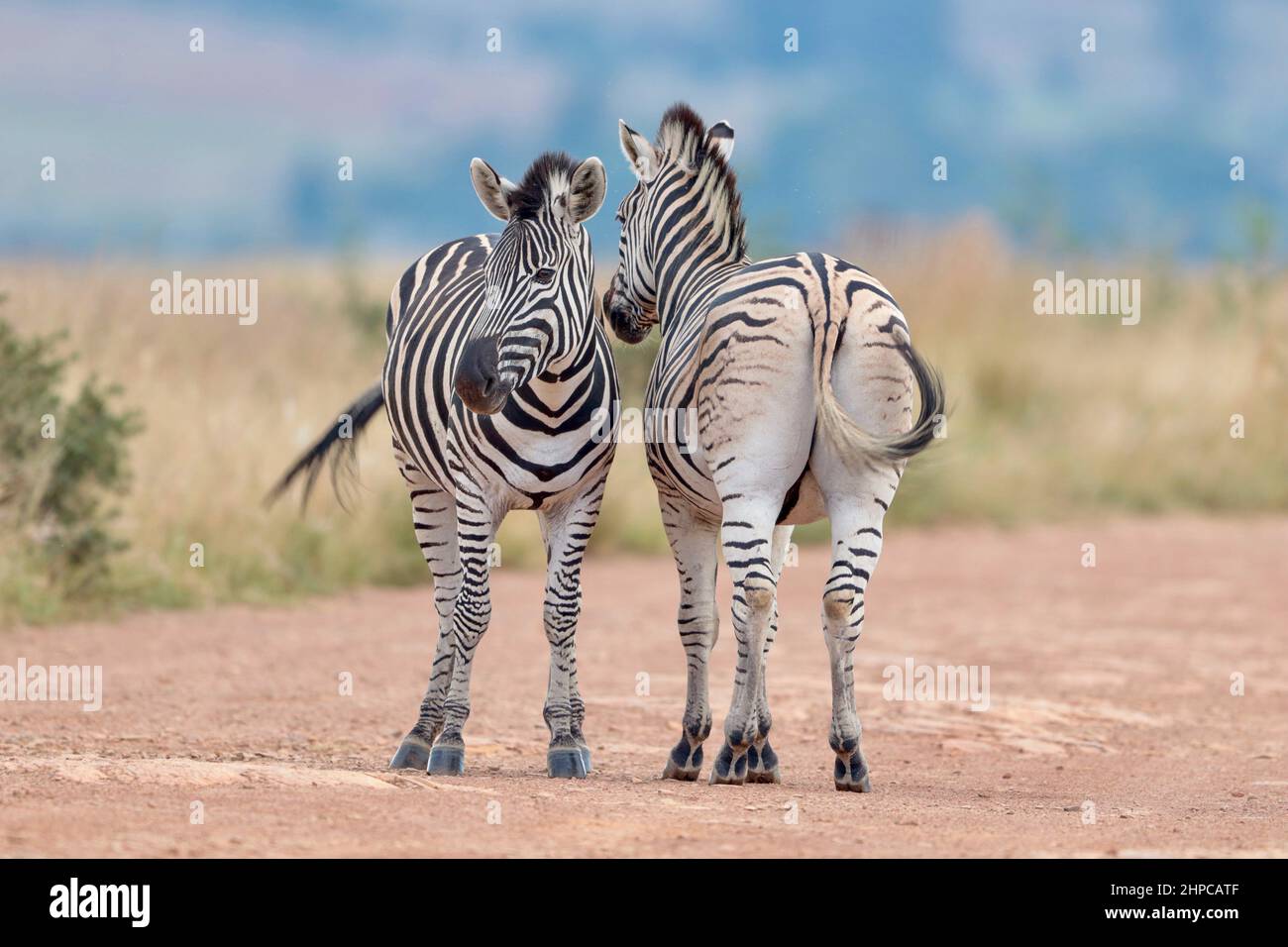 Plains Zebra, South Africa Stock Photo - Alamy
