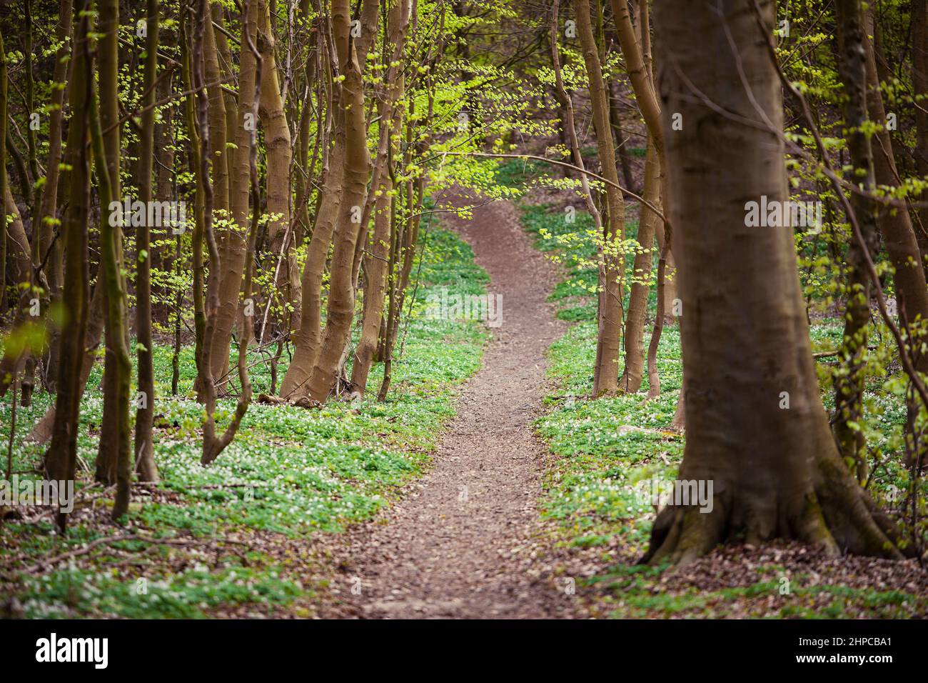 Spring Green forest, Baltic Sea, Sellin, large trees, path in the woods ...