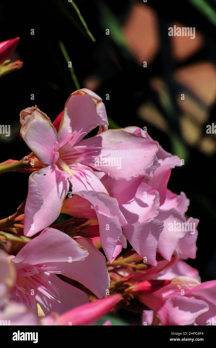 Oleander is widely used in landscape design in regions with a ...