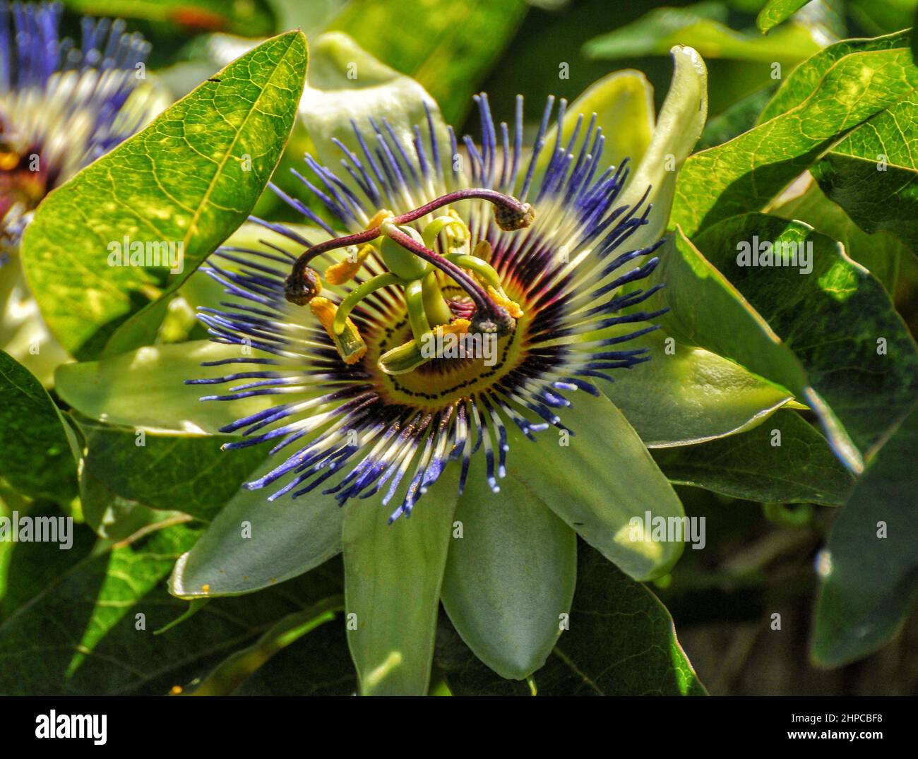 Liana like plant hi-res stock photography and images - Alamy