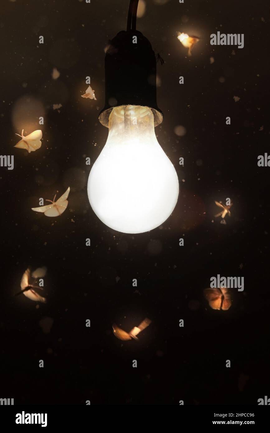 Moth light bulb hi-res stock photography and images - Alamy