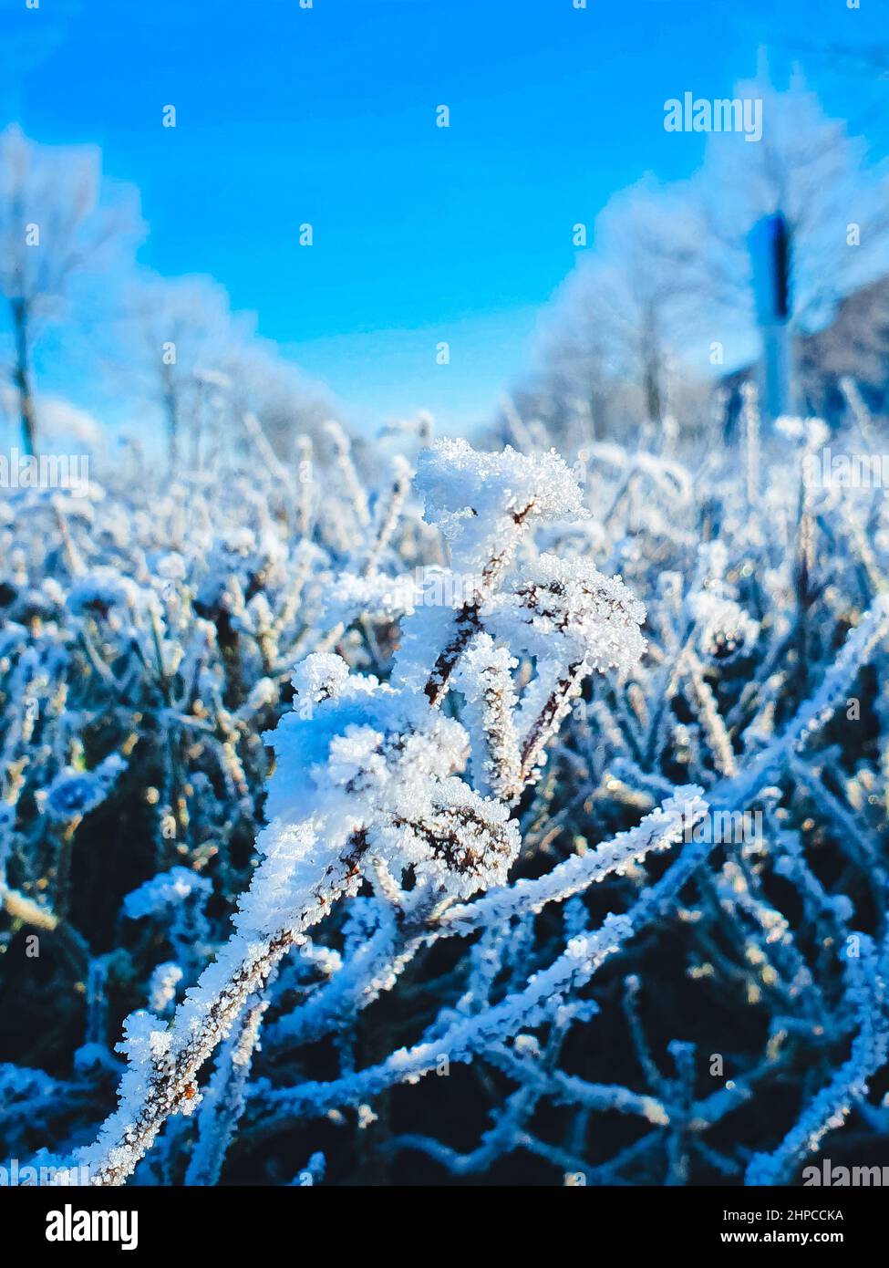 Beautiful view of trees in the park all covered by snow in Groningen ...