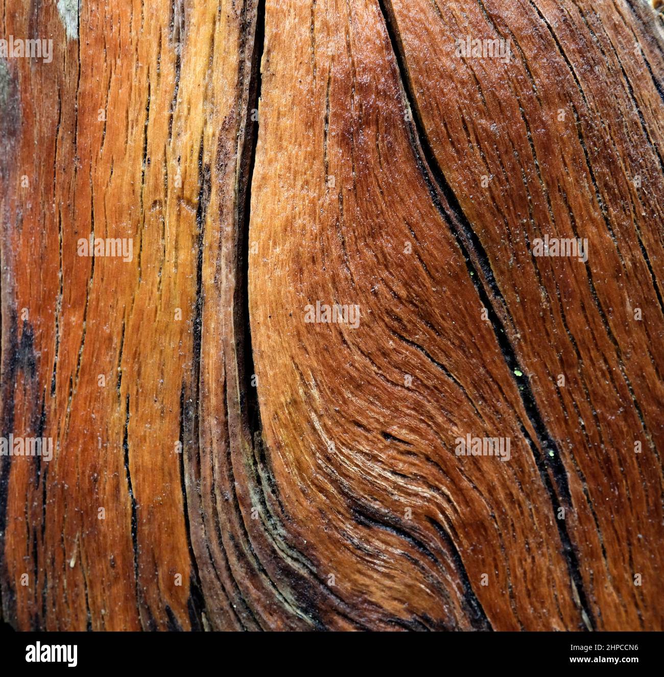Beautiful colors of a dead tree trunk in close up Stock Photo - Alamy
