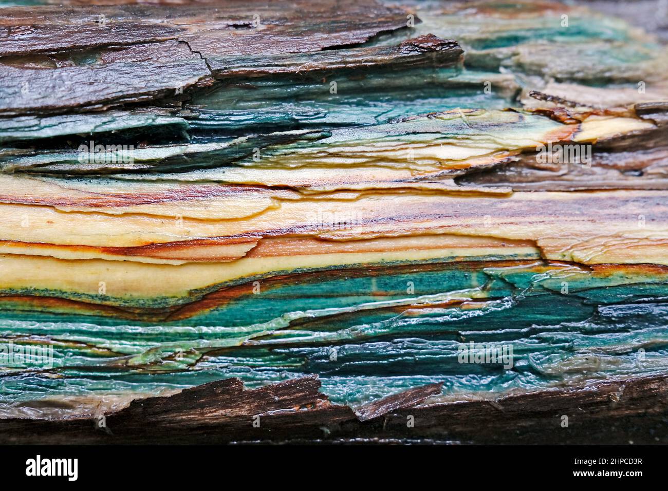 All the layers in a tree trunk hi-res stock photography and images - Alamy