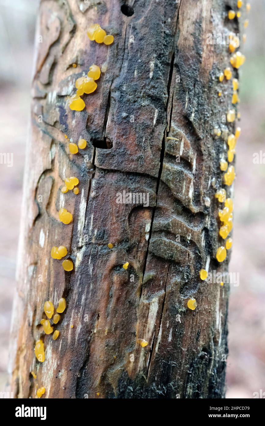 Eaten tree trunk by worms and some wild fungi on top in close up Stock ...