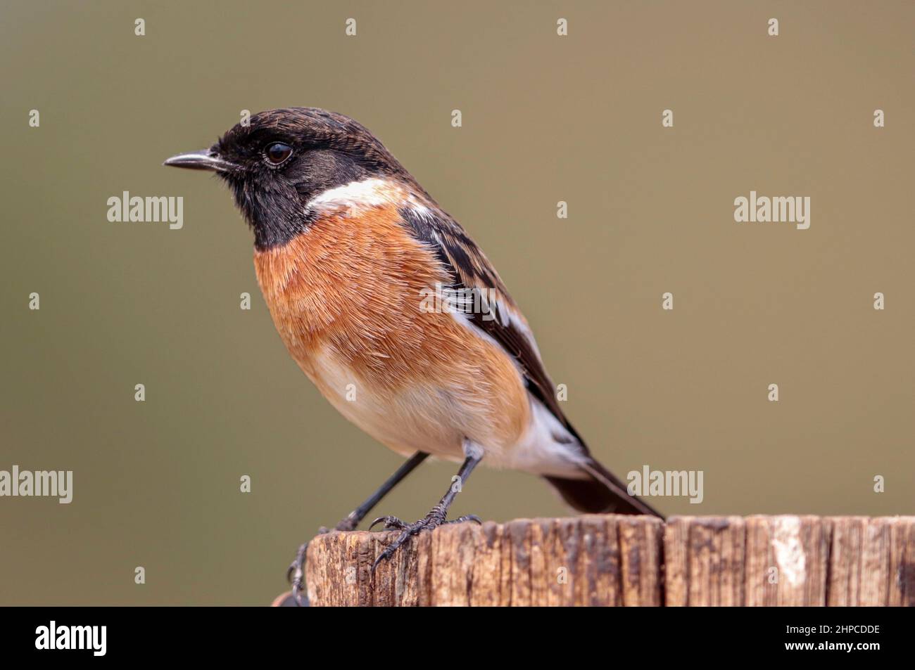 African Stonechat, South Africa Stock Photo - Alamy