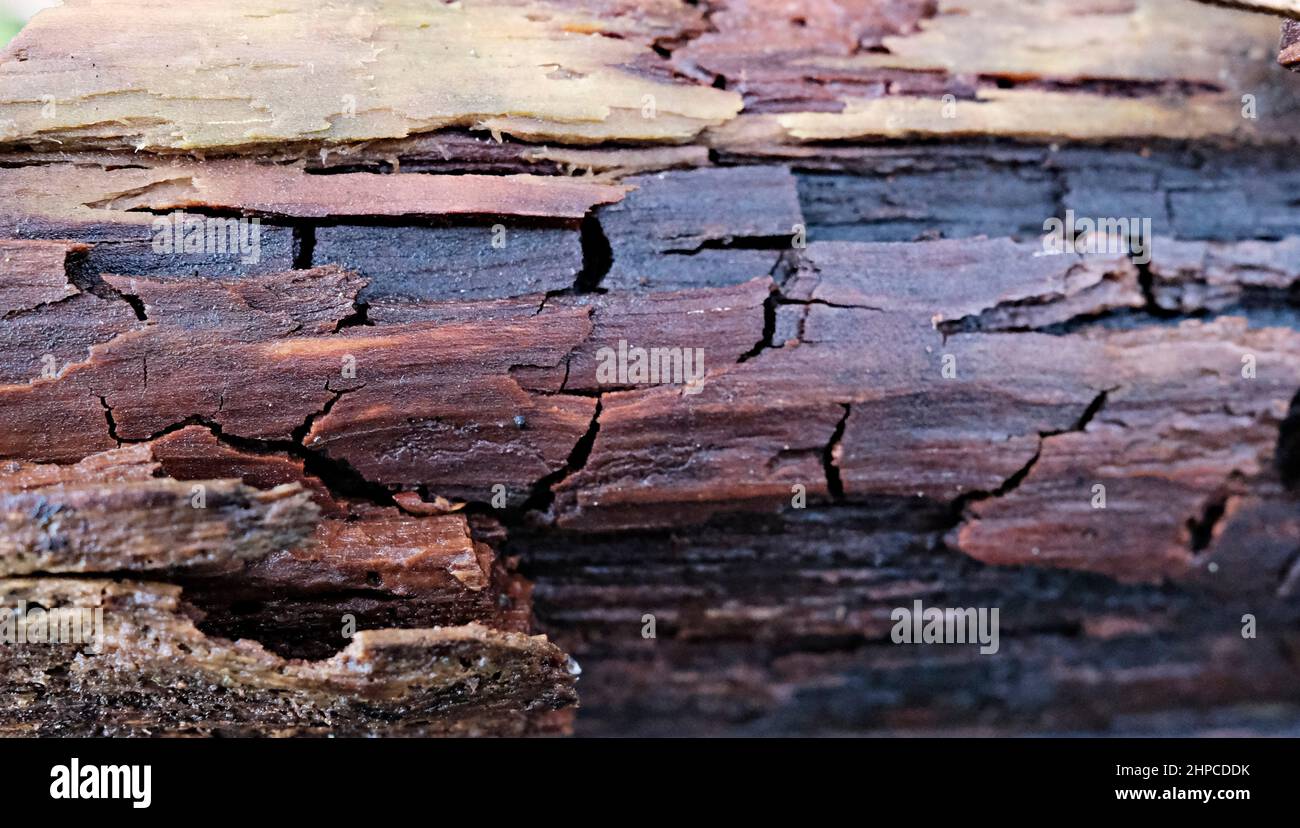 Beautiful colors of a dead tree trunk in close up Stock Photo - Alamy