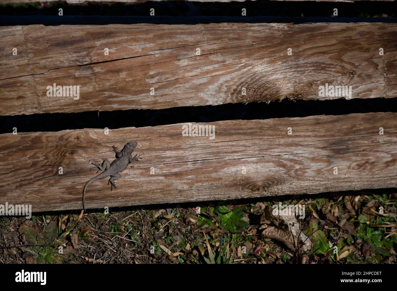 UNITED STATES - 021922: The Battle of Gaines' Mill, sometimes known as ...