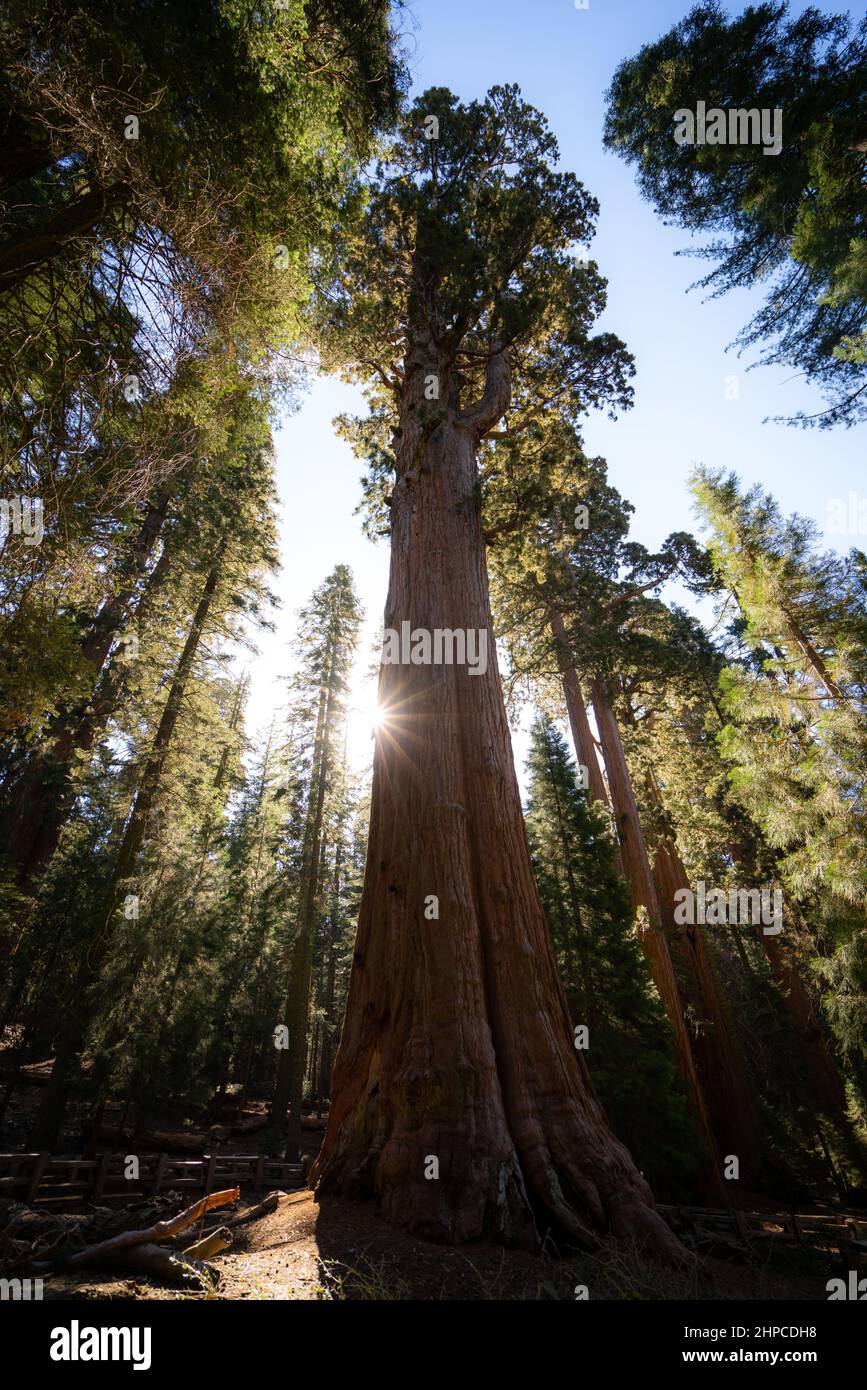 General sherman tree in winter hi-res stock photography and images - Alamy