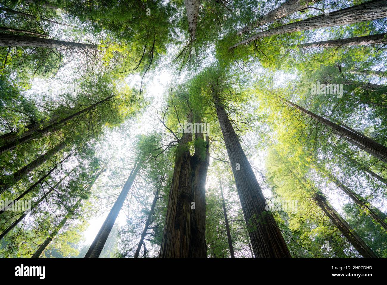Redwood forest winter hi-res stock photography and images - Alamy