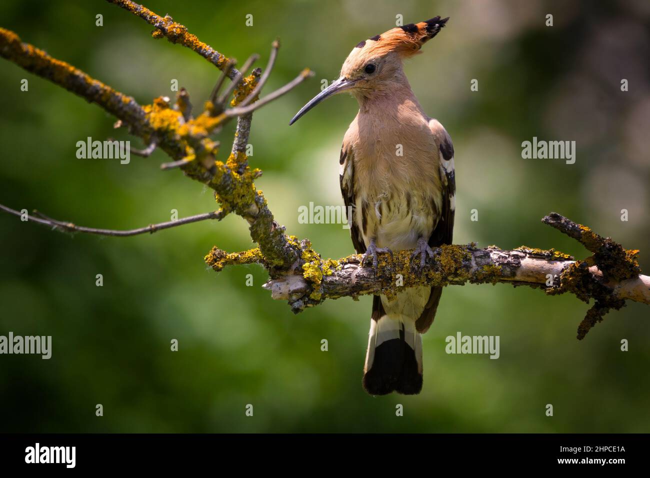 The Eurasian hoopoe (Upupa epops) is the most widespread species of the ...