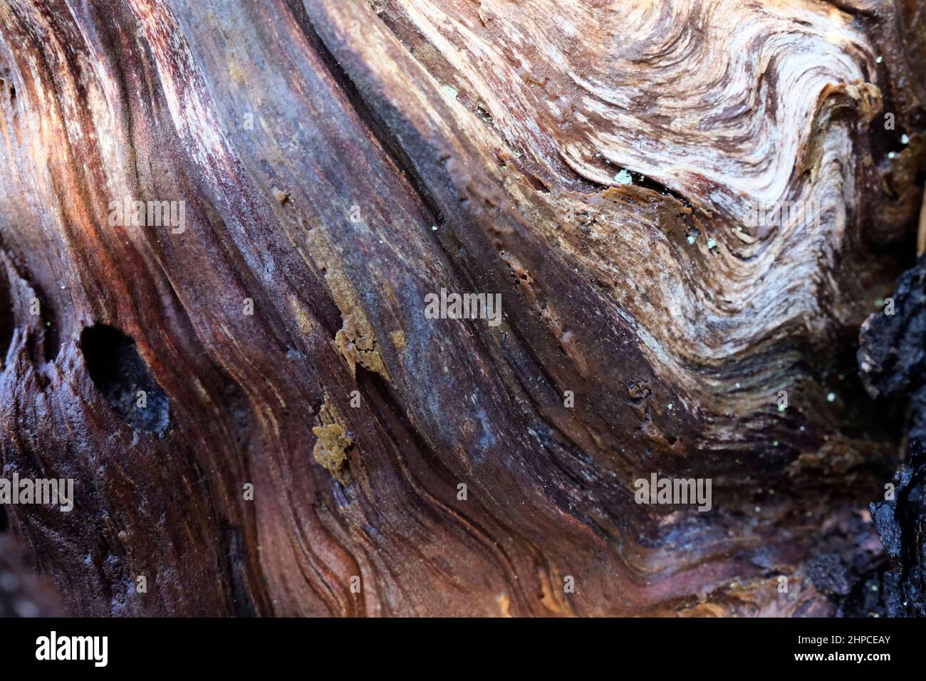 Natural patterns of dead wood in closeup Stock Photo - Alamy