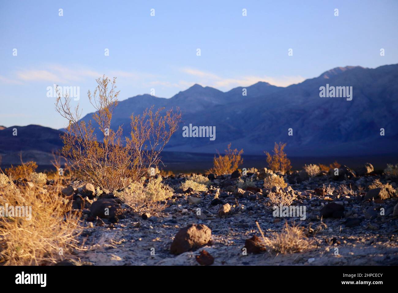 Death valley trees hi-res stock photography and images - Alamy
