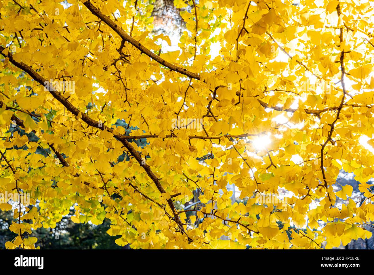 The autumn leaves have begun and it's getting cooler and cooler Stock ...