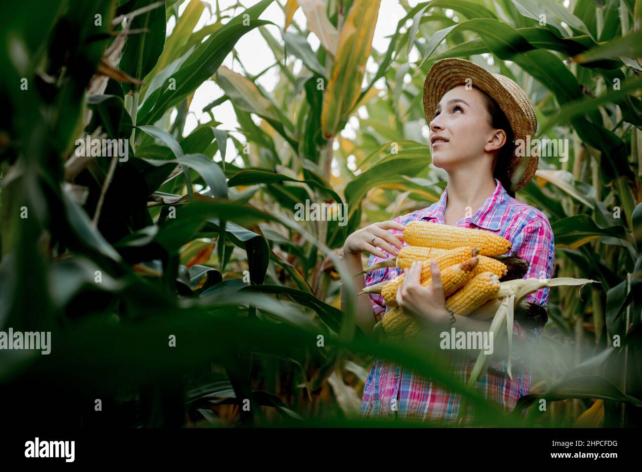 Farmer holding corn cobs in hand in corn field Stock Photo - Alamy