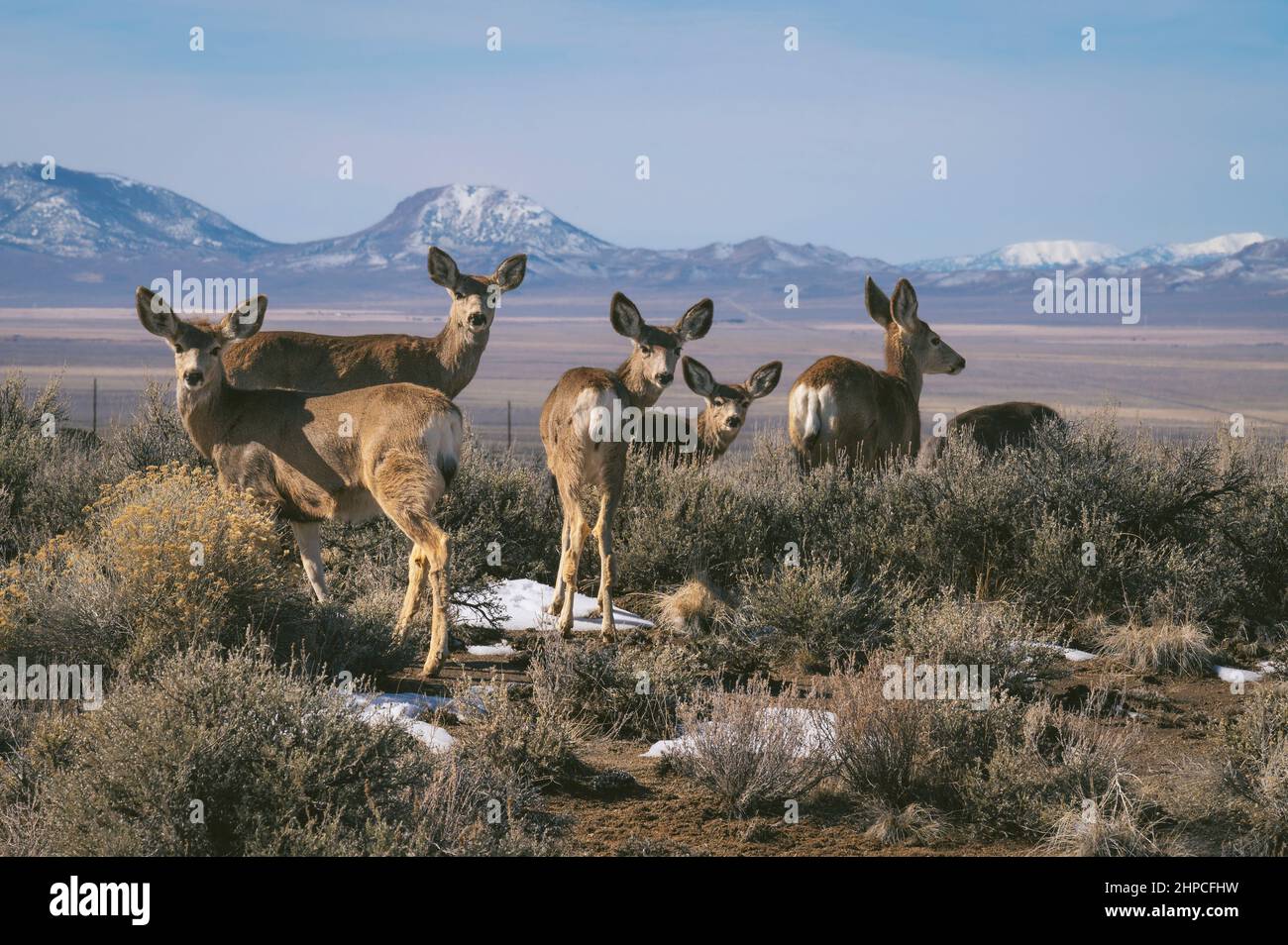 Mule deer looking at camera in the Nevada desert Stock Photo - Alamy