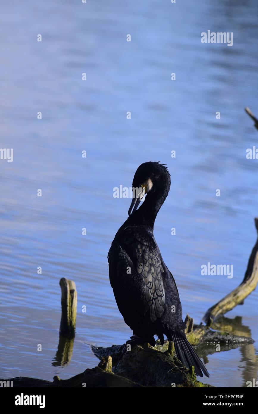Prehistoric looking bird hi-res stock photography and images - Alamy