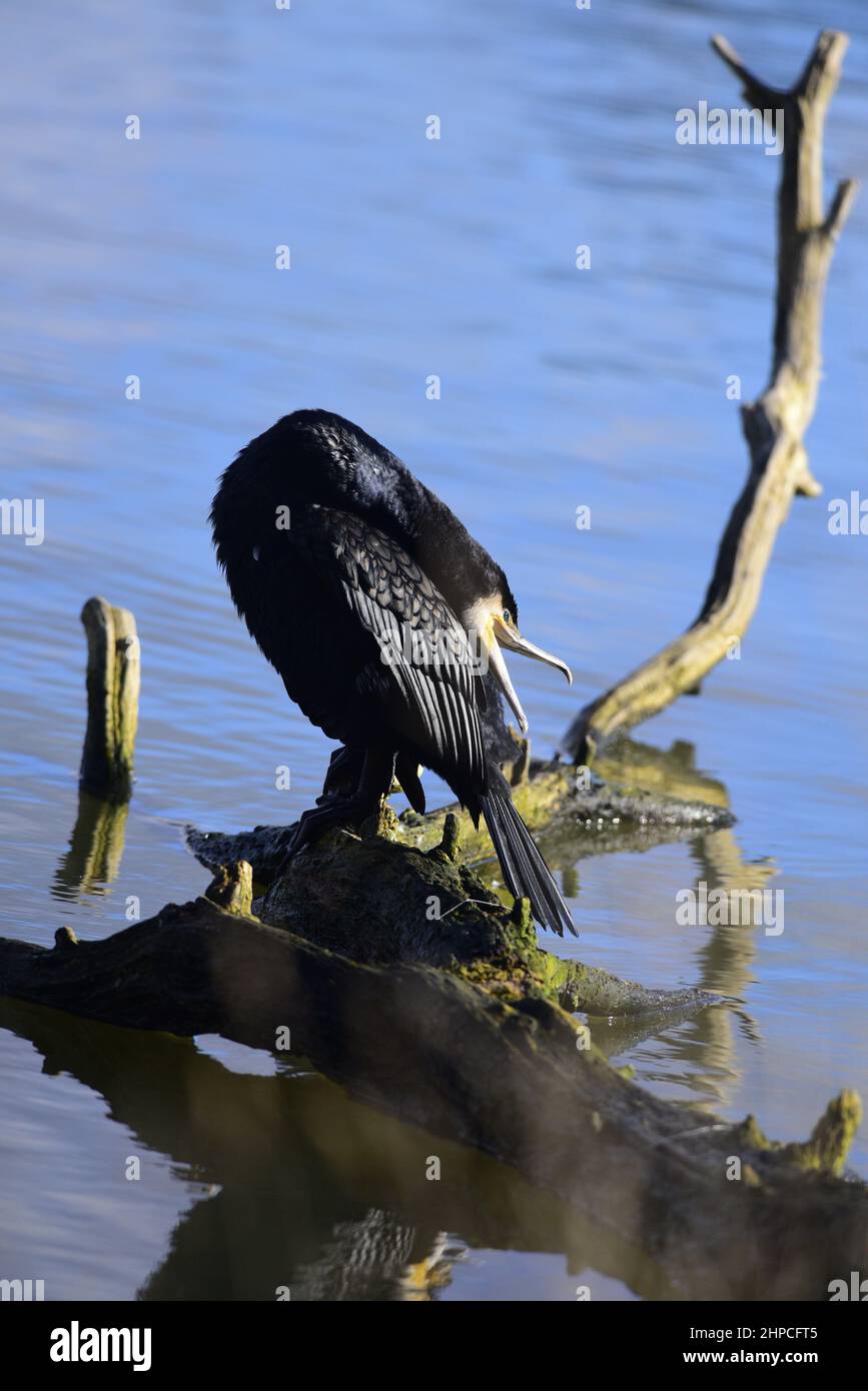 Cormorants linlithgow hi-res stock photography and images - Alamy