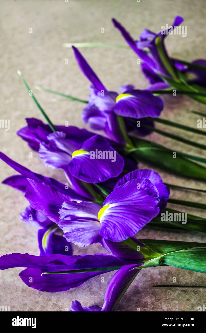 Spuria species hi-res stock photography and images - Alamy