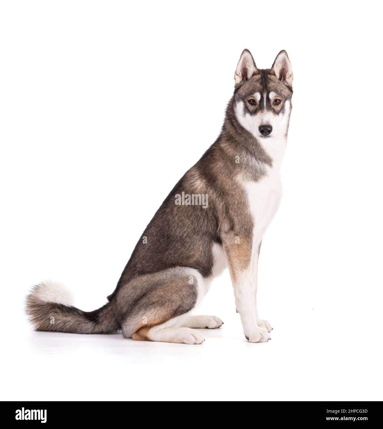 Portrait of a 6 month old Siberian Husky sitting on a white background ...