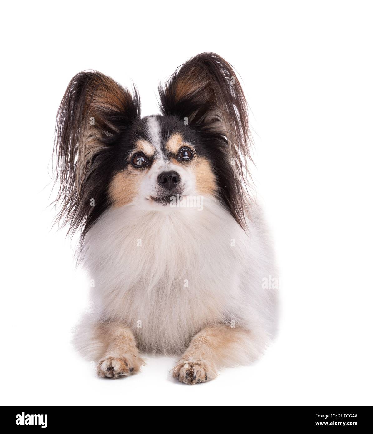 Continental toy spaniel, papillon Dog Isolated on White Background in ...