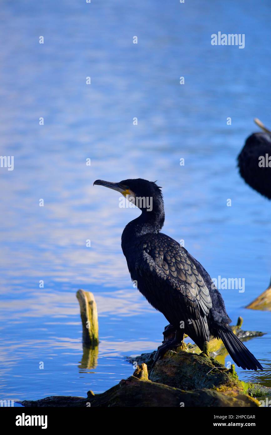 Big cormorant inland hi-res stock photography and images - Alamy
