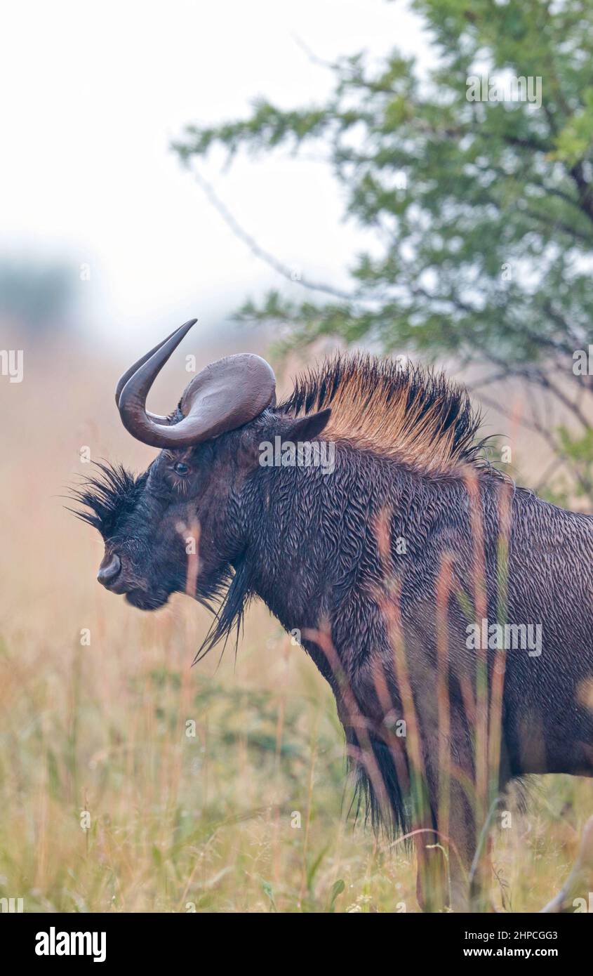 Black Wildebeest, South Africa Stock Photo - Alamy