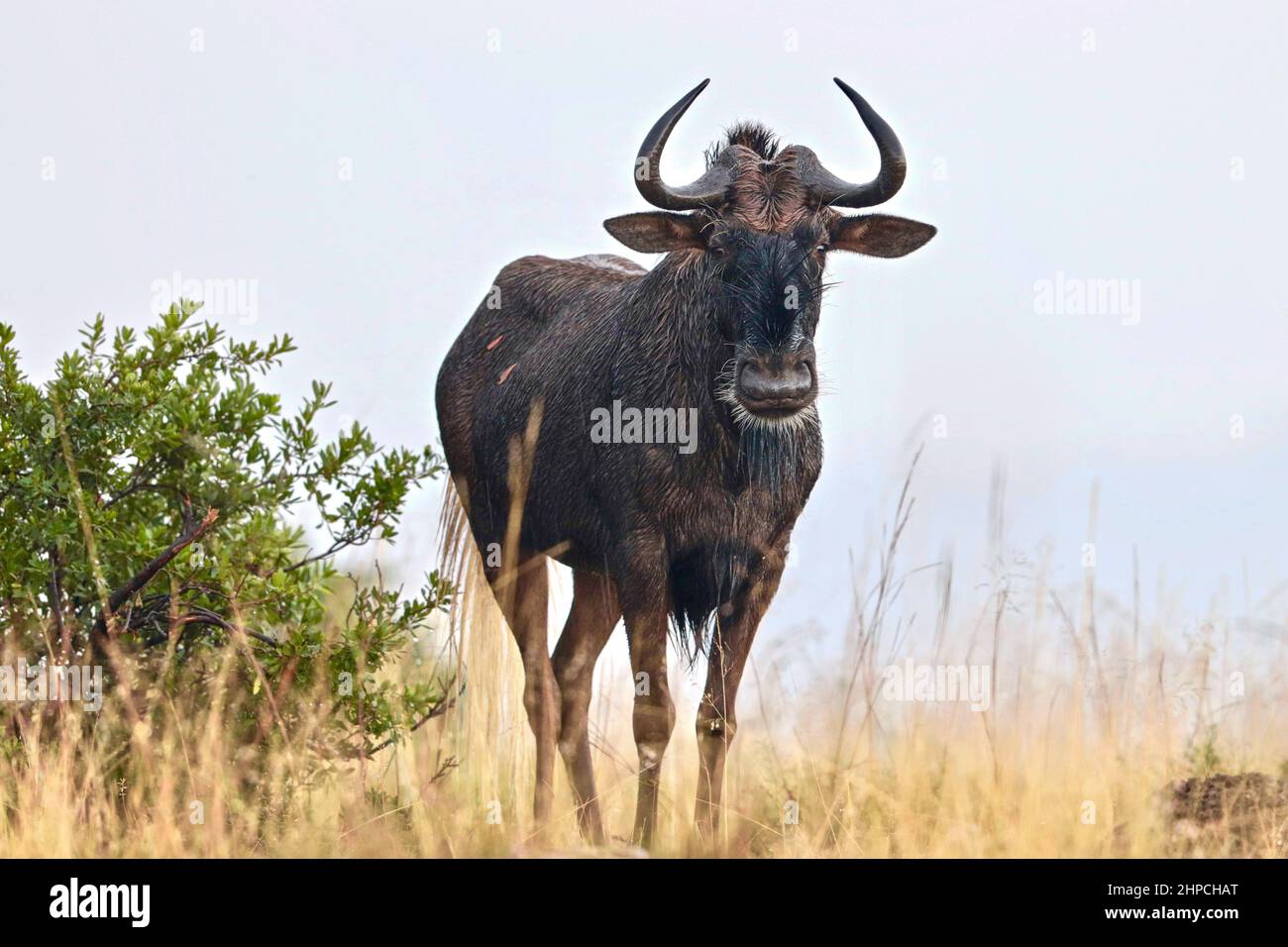 Black Wildebeest, South Africa Stock Photo - Alamy