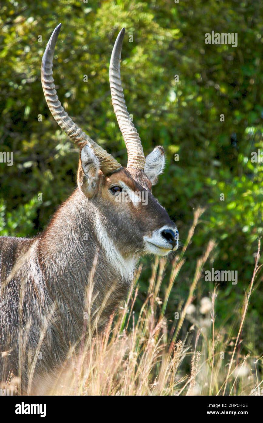 Waterbuck Bull, South Africa Stock Photo - Alamy
