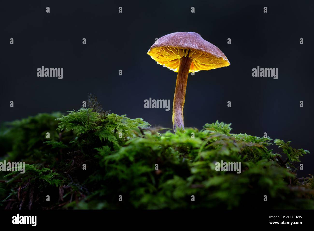 Fungus lamp hi-res stock photography and images - Alamy
