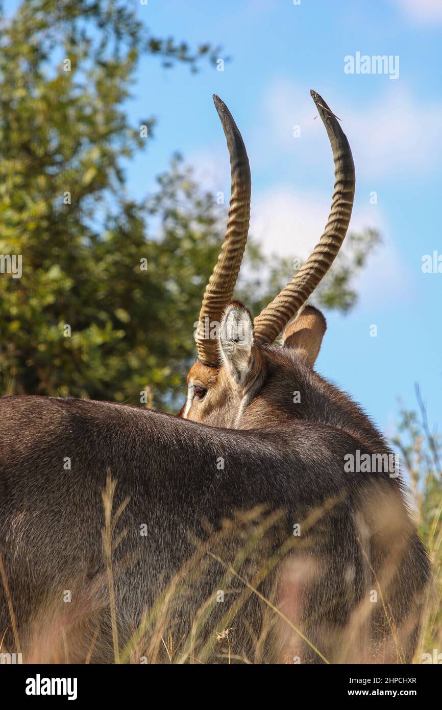 Waterbuck Bull, South Africa Stock Photo - Alamy