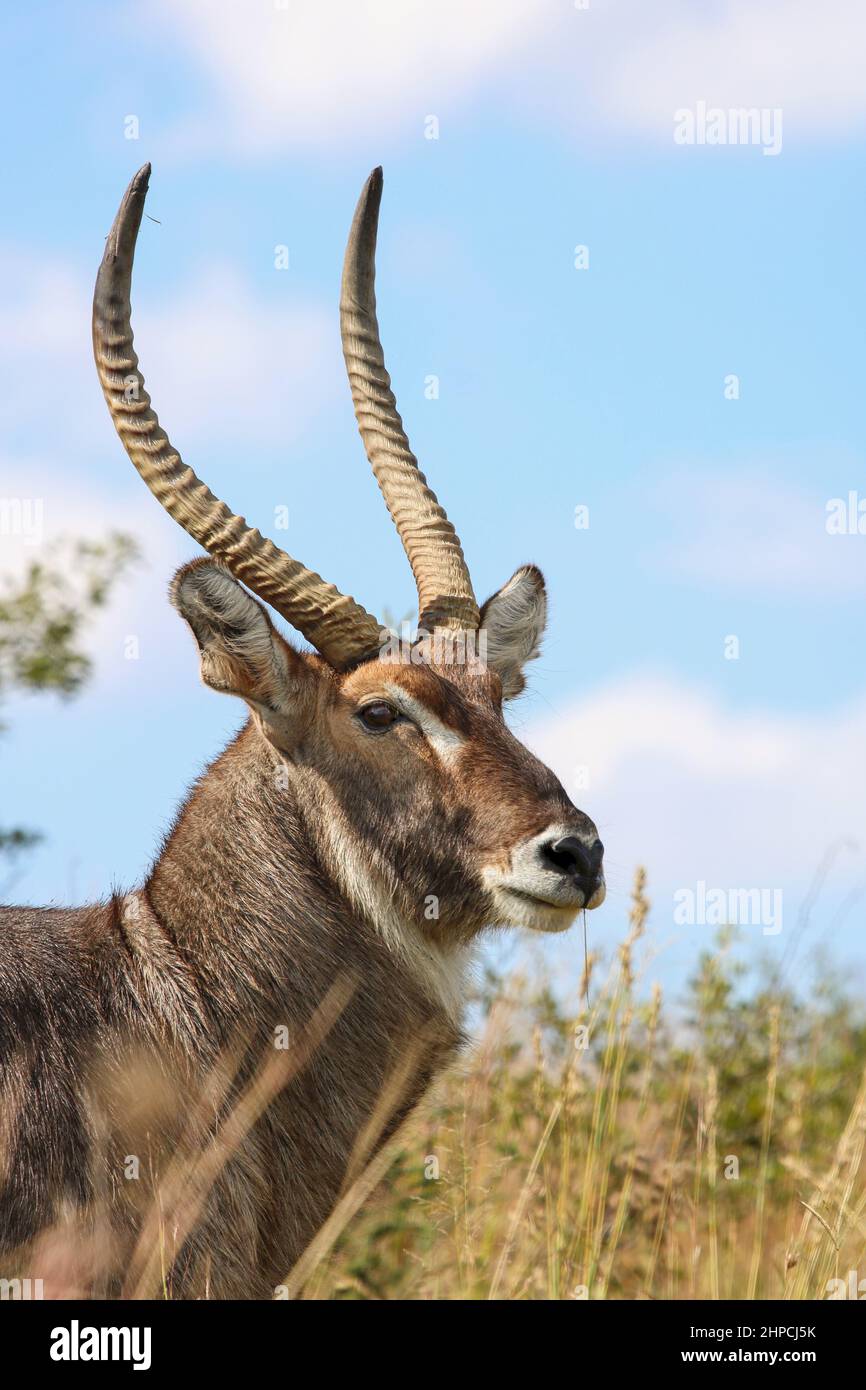 Waterbuck Bull, South Africa Stock Photo - Alamy